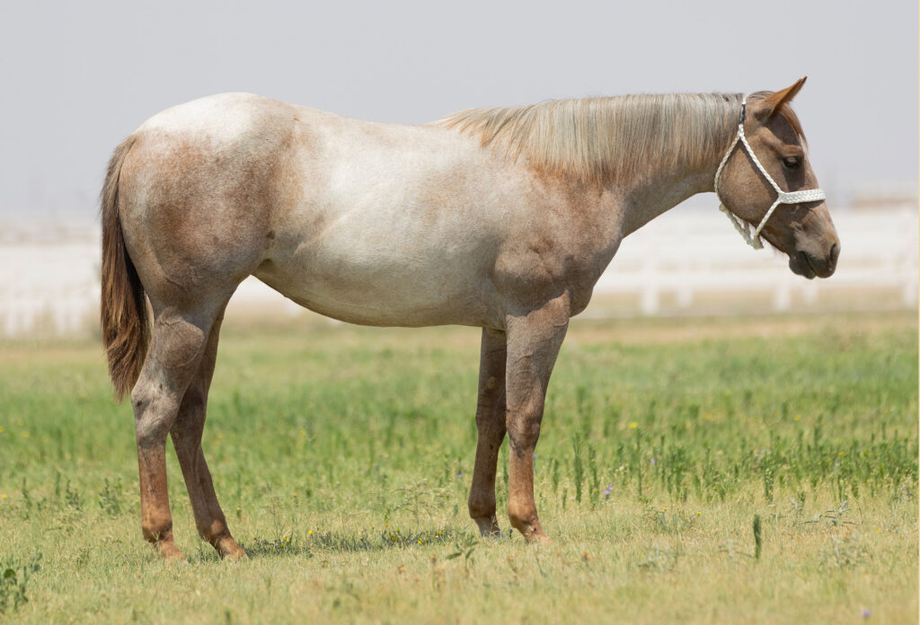 Our Horses - 7 Ranch